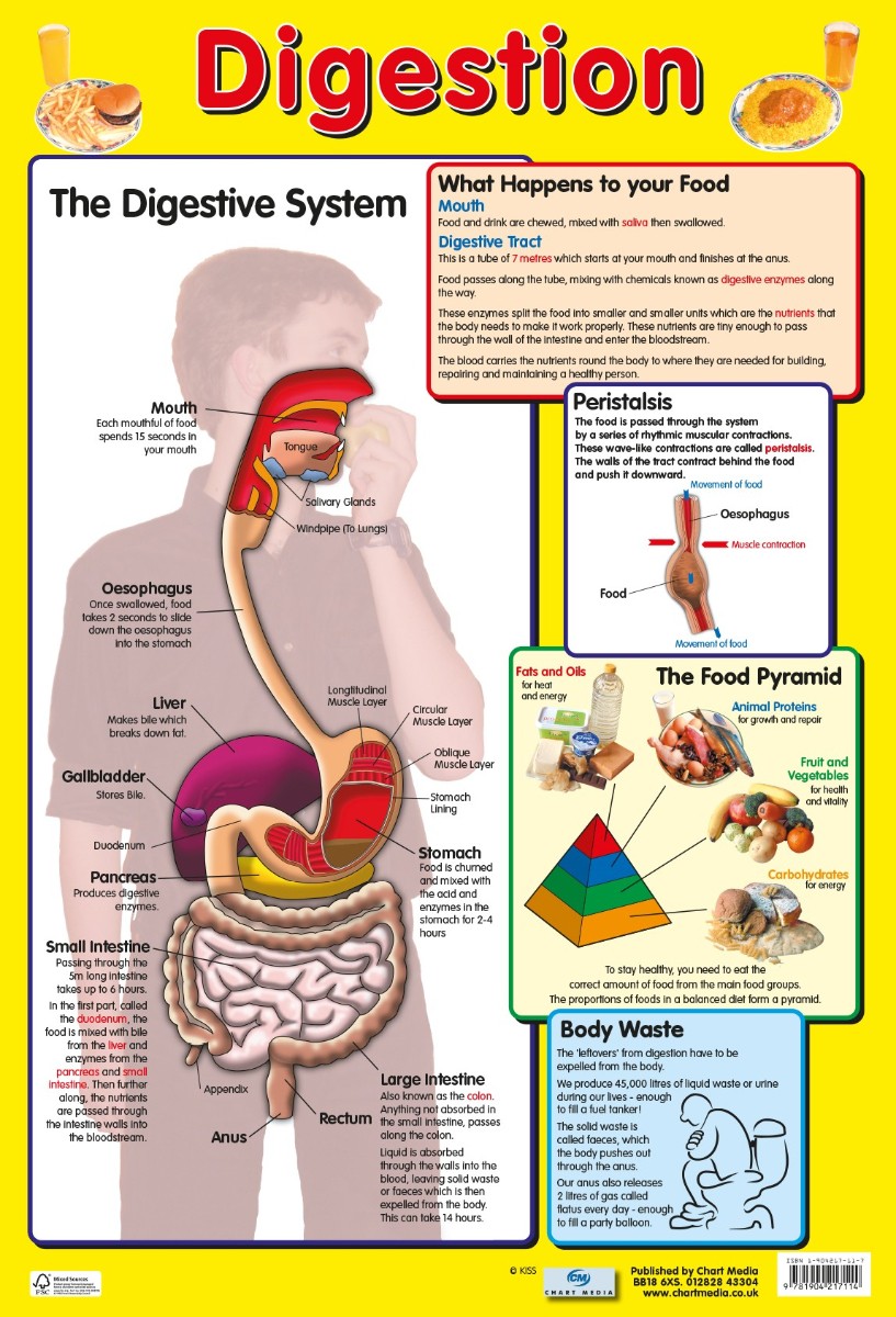 Human Digestive System A4 Display Poster A4 Display P - vrogue.co